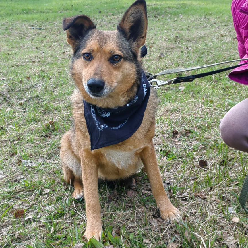 Небольшая собачка из приюта