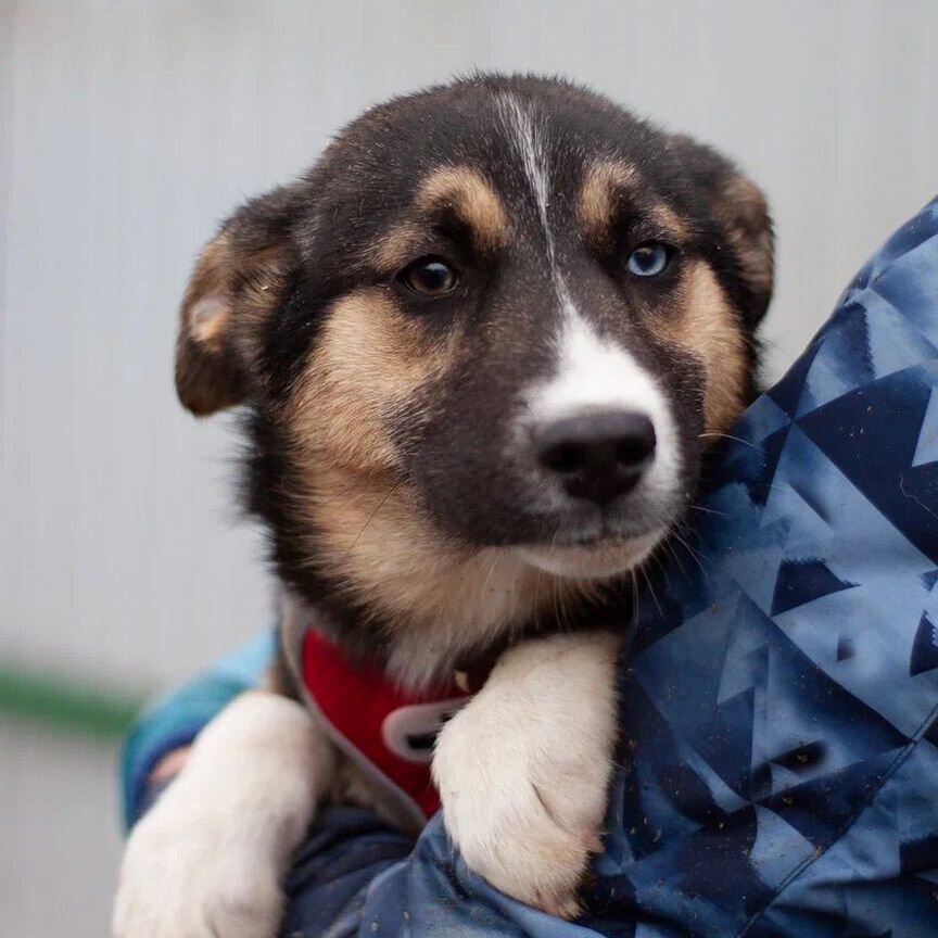 Щенок Агата в добрые руки