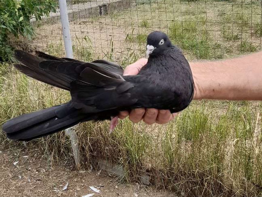 Николаевские (тучерезы) голуби у Прокофьевича