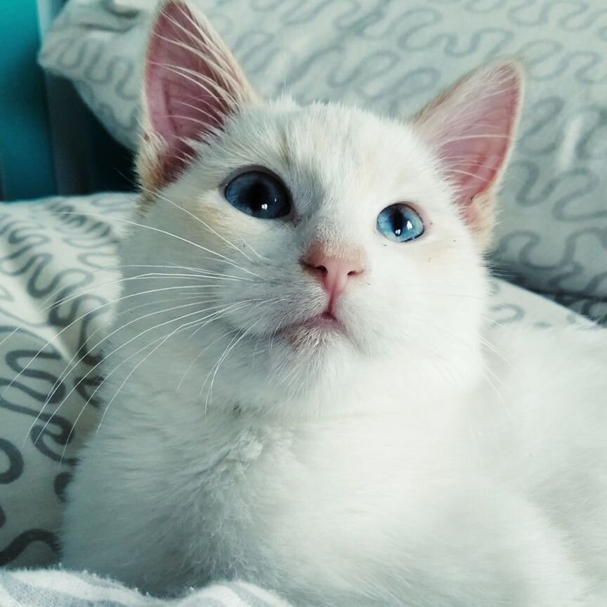 Котенок колорпойнт беж 3,5 месяца