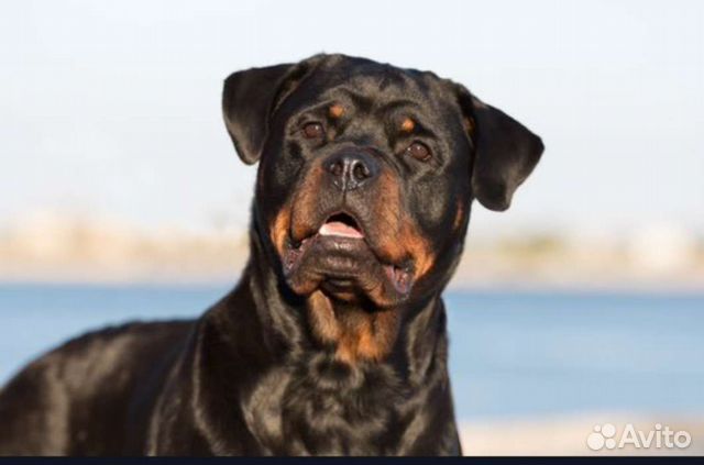 Щенки ротвейлера