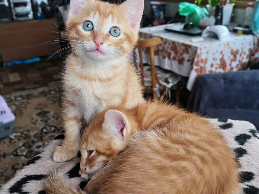 Рыжие котики
