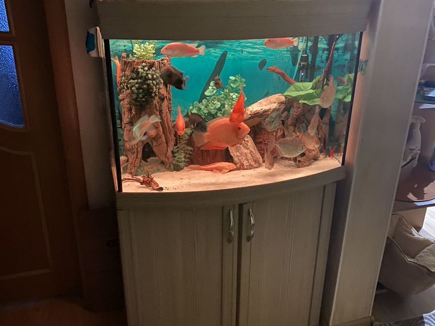 Аквариум с тумбой понорамный 200л