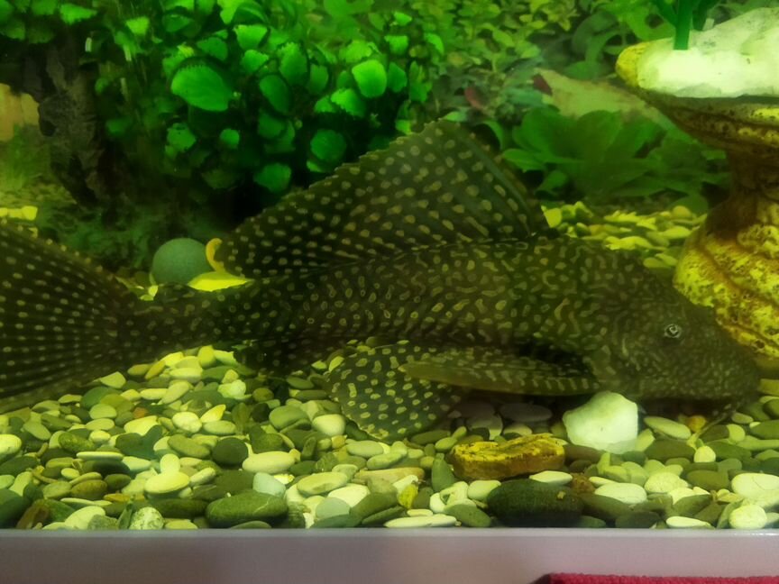 Птеригоплихт парчовый