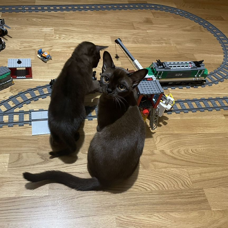 Европейский бурманский котёнок