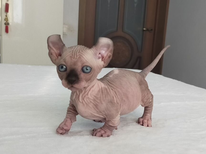Двэльф и эльф котики