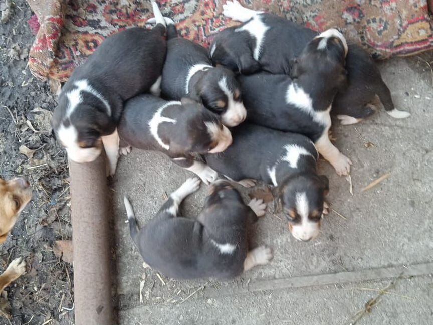 Щенки эстонской гончей