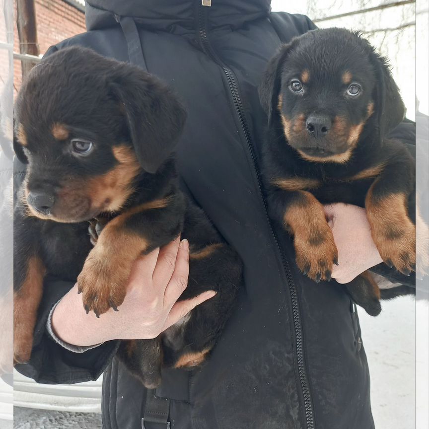 Ротвейлер, щенок