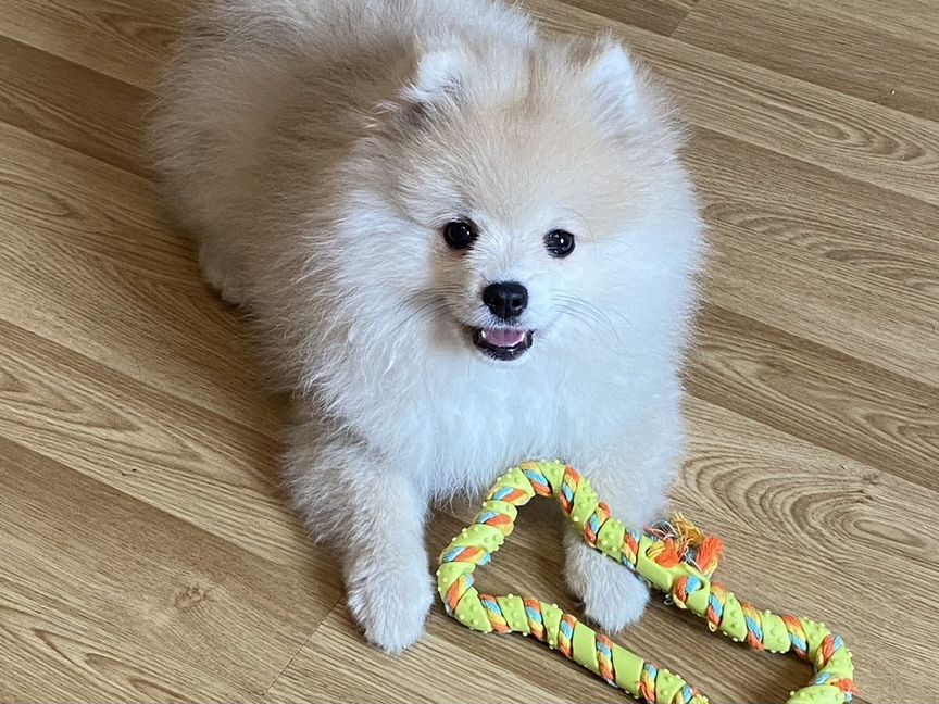 Малыш шпиц ищет семью (мальчик)