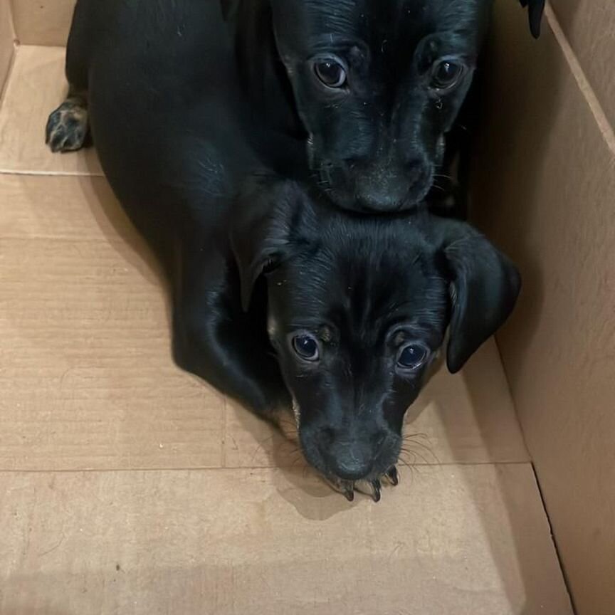 Таксы в добрые руки