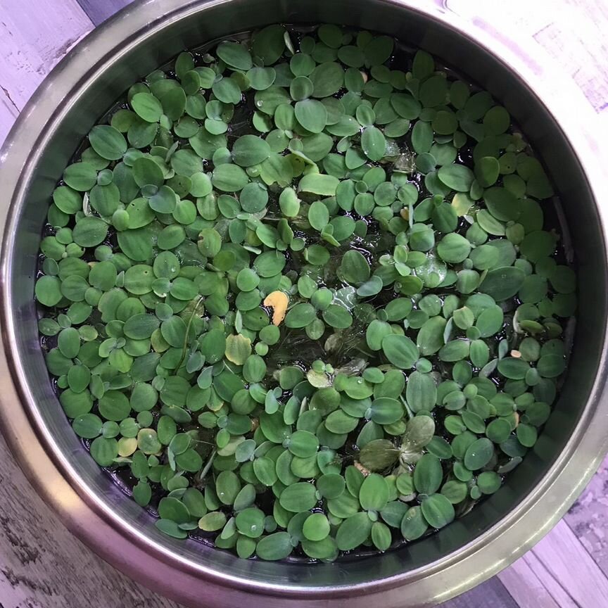 Пистия - большая миска