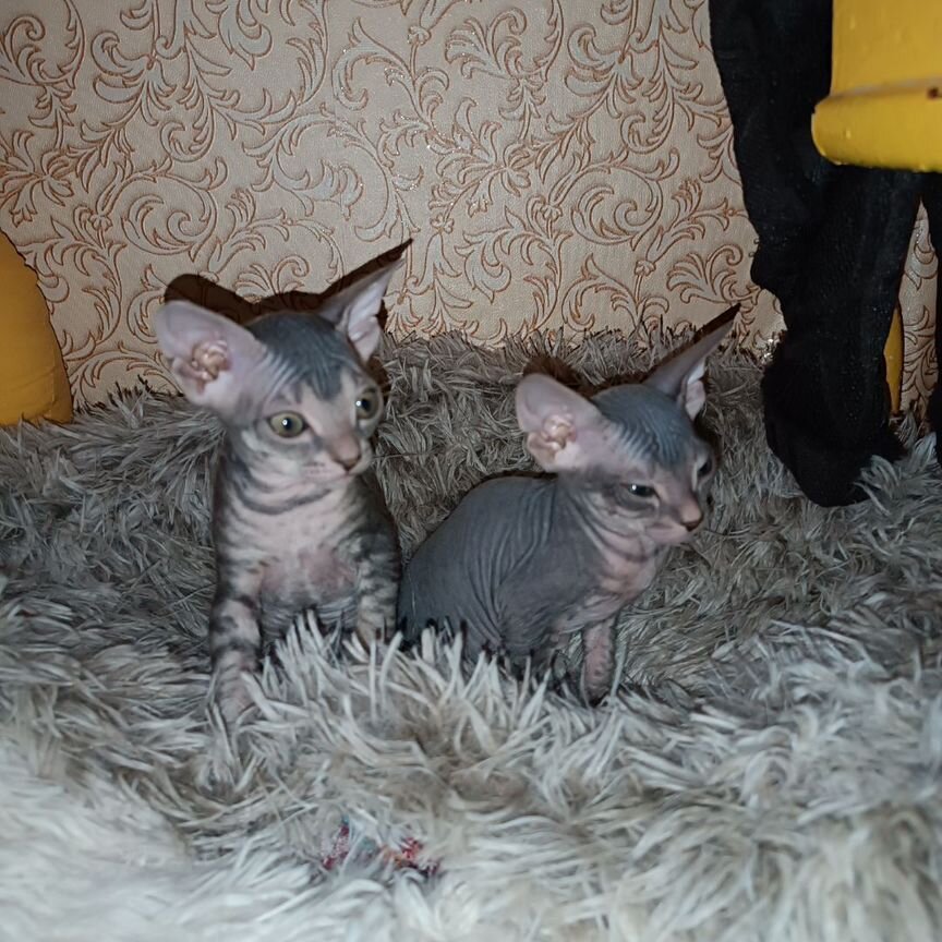 Котята сфинкс