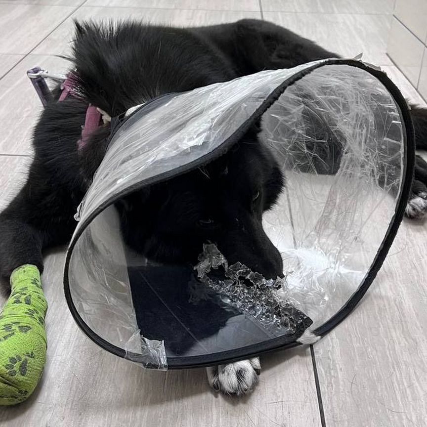 Лайка, взрослая собака