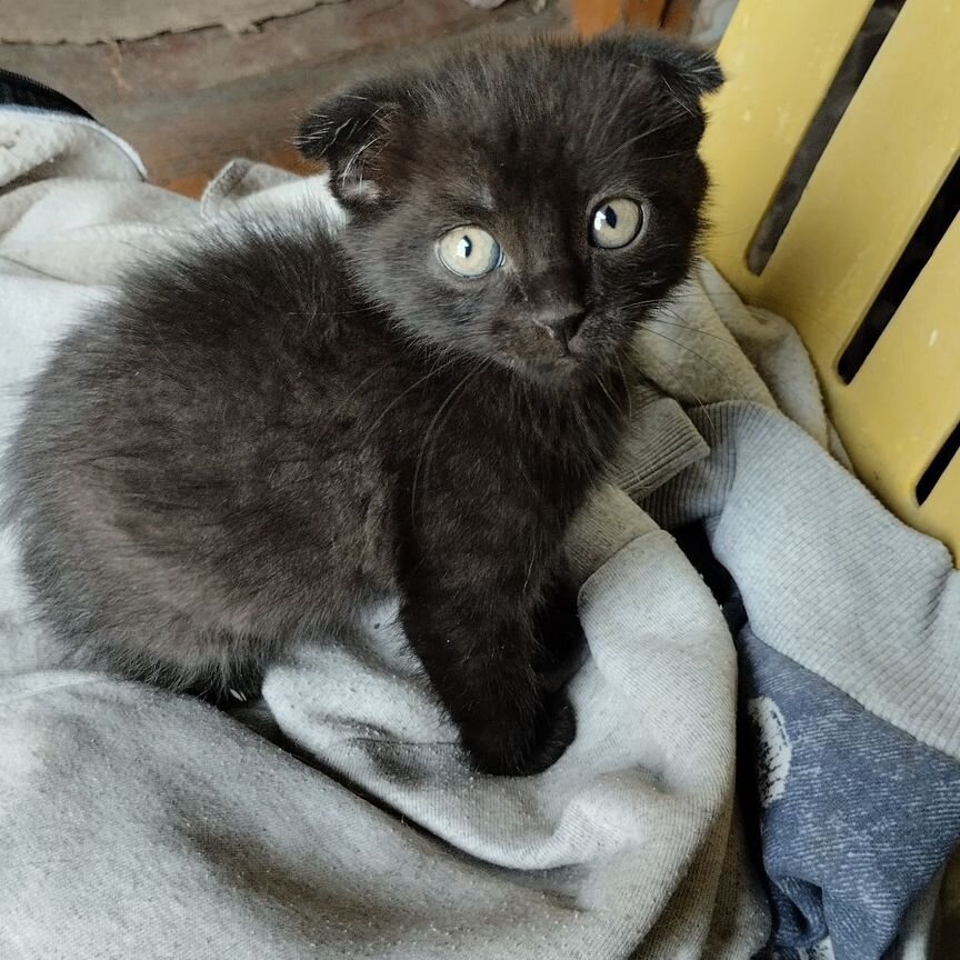 Котёнок в добрые руки
