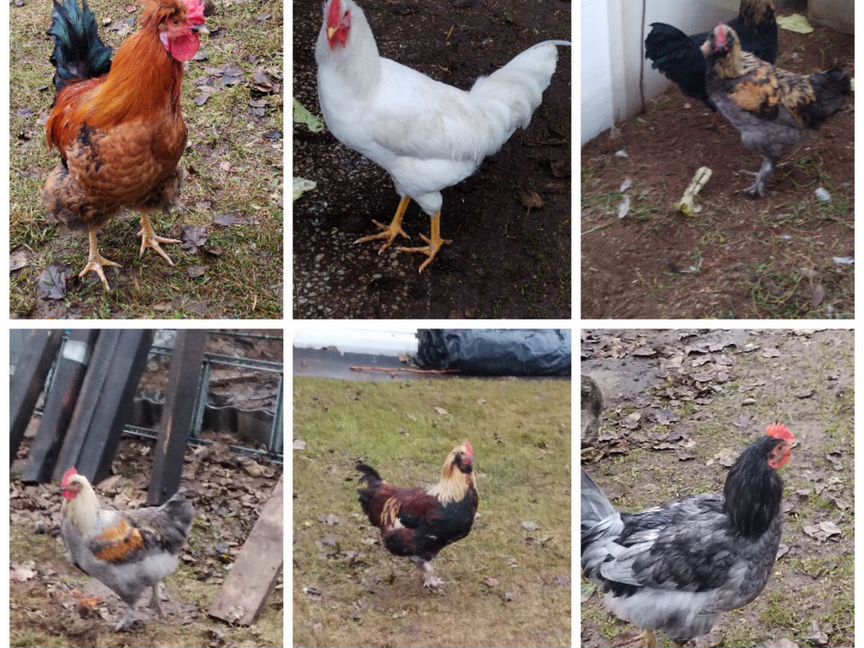 Молодые петухи