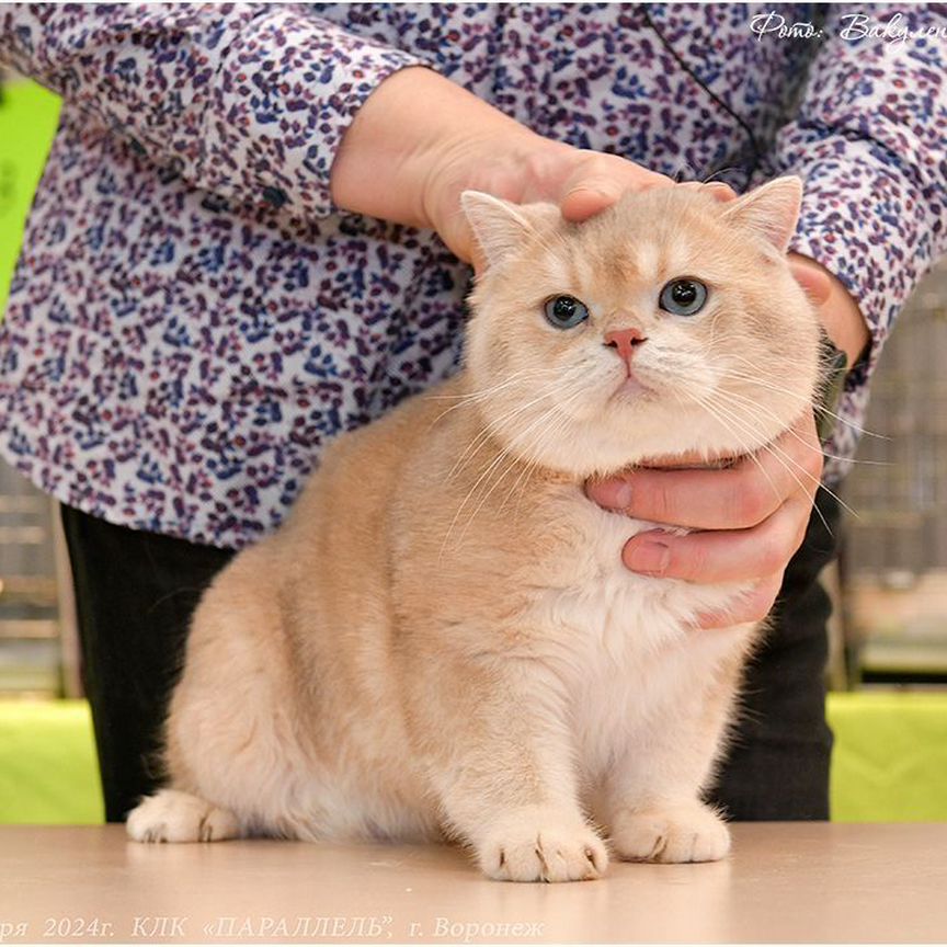 Лиловая золотая завуалированная шиншилла