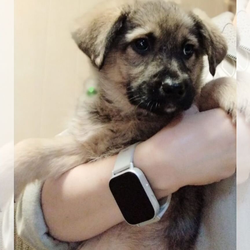 Немецкая овчарка, щенок