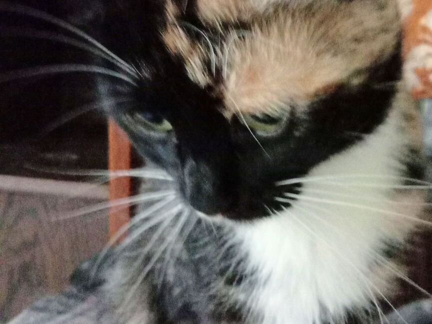 Миниатюрная кошечка Симочка доброму человеку