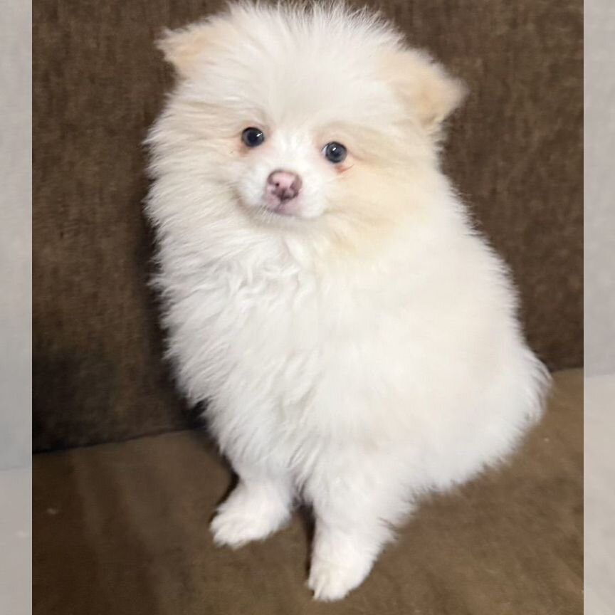 Померанский шпиц, щенок