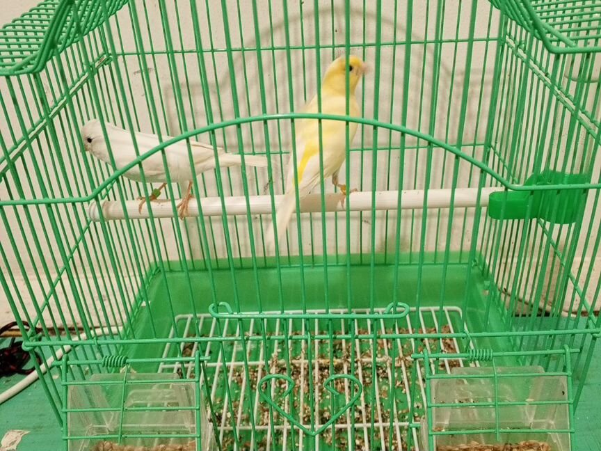 Клетка молодой пара канарейка