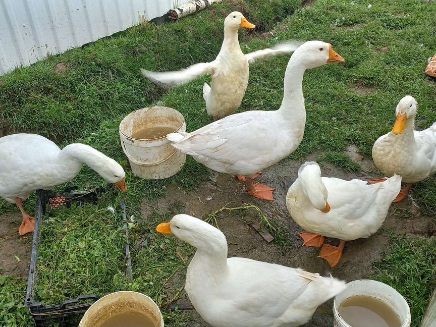 Гуси и утки