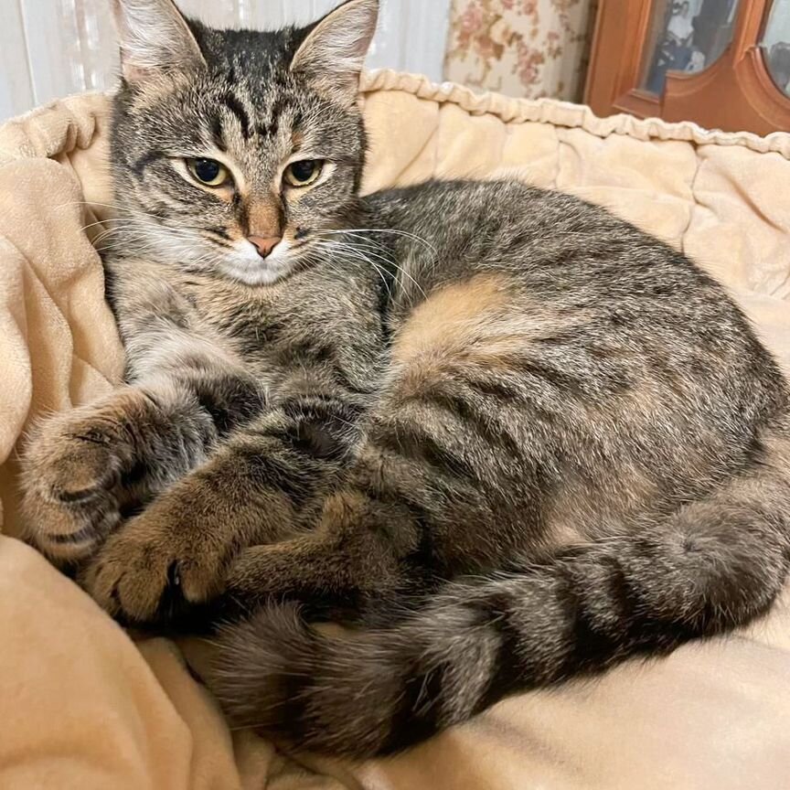 Славная кошечка в добрые руки