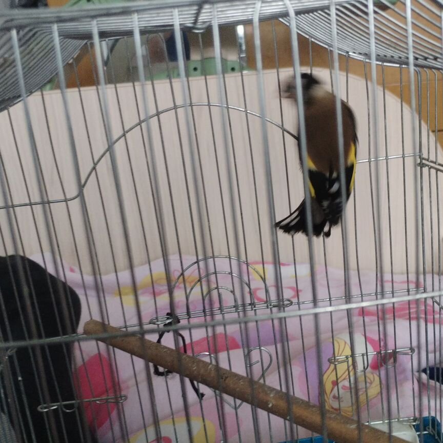 Птица щегол