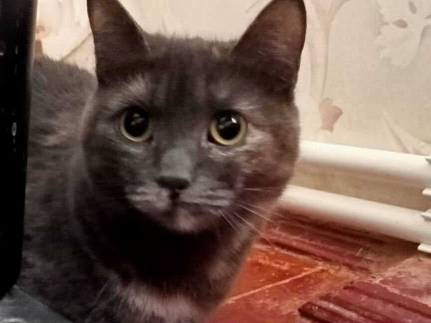 Домашний котик ищет семью