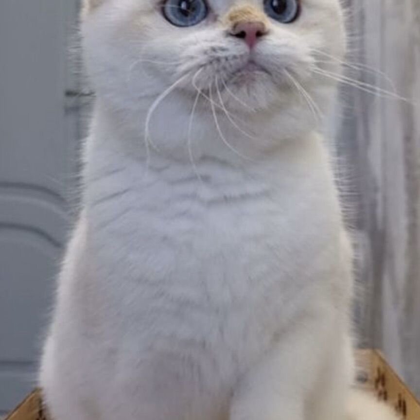 Шотландская шиншилла