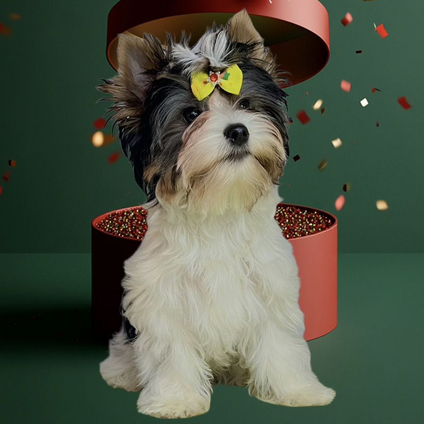 Бивер-йоркширский терьер, щенок