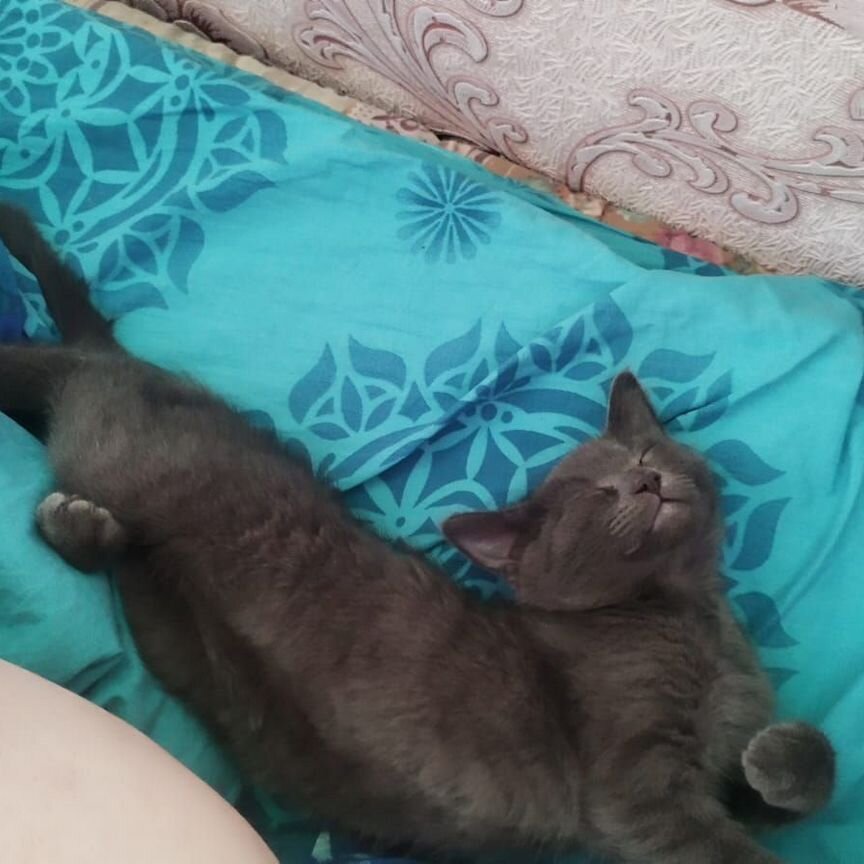 Отдам в добрые руки