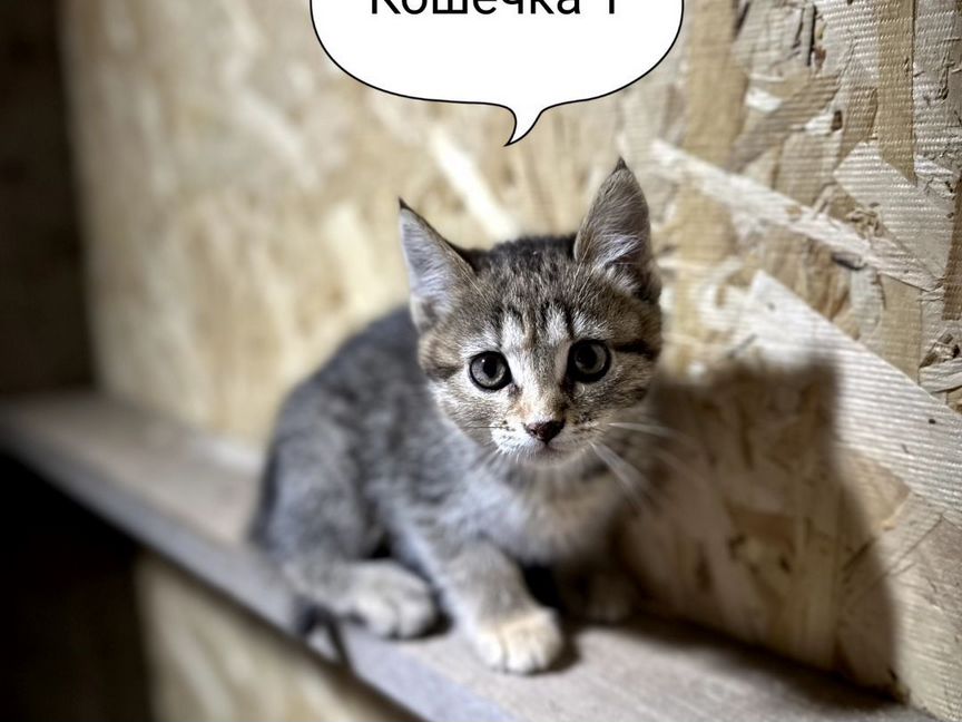 Отдам котят в добрые руки