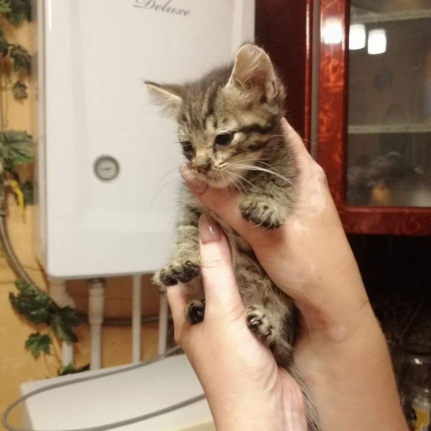 Отдаю котят. Подкидыши