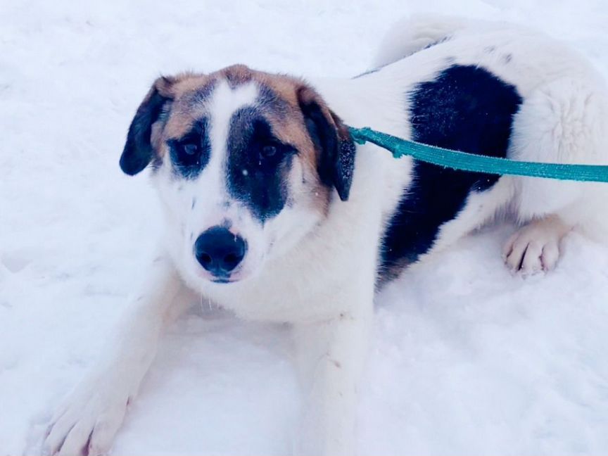 Молодой пёс 1 год