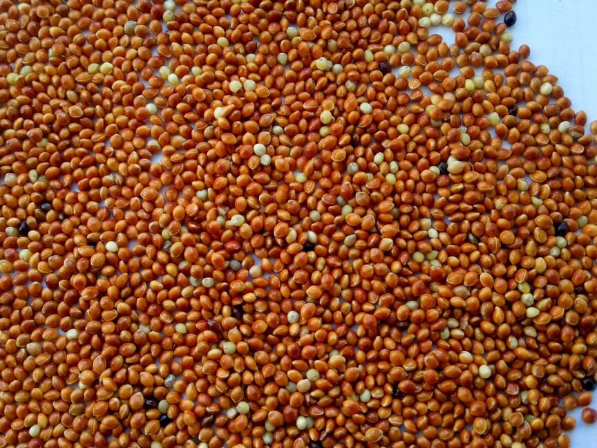 Просо красное