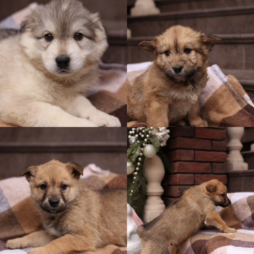 Щенки немецкой овчарки и хаски бесплатно