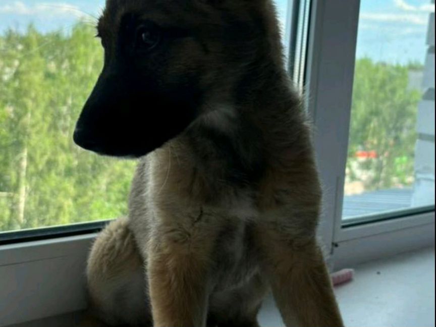 Суперский щенок 2.5 мес