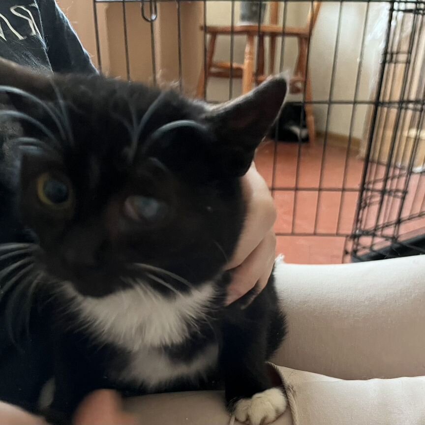 Котенок девочка