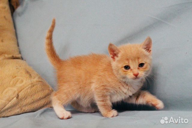 Кошечка малышка персиковая