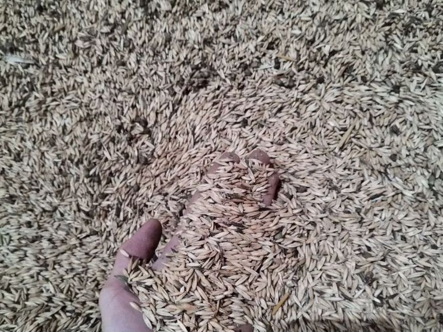 Рожь озимая