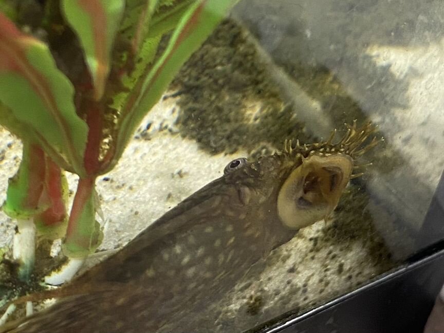 Два сомика и барбус