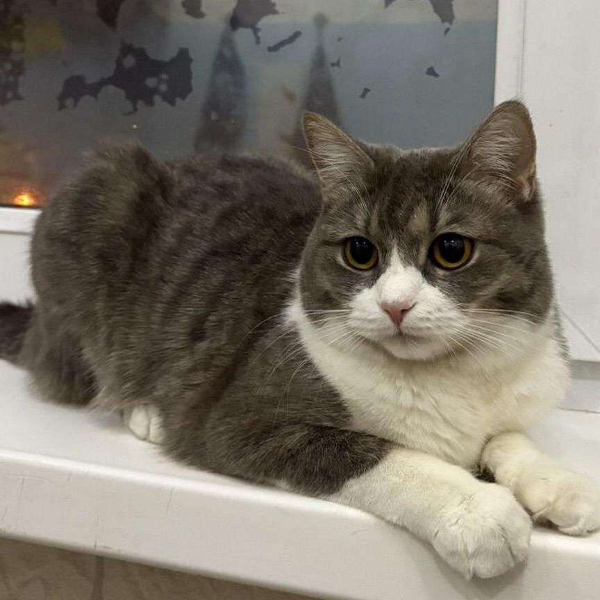 Взрослая, кошка в добрые руки