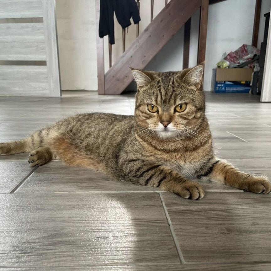 Шотландская прямоухая длинношёрстная кошка, взрослая