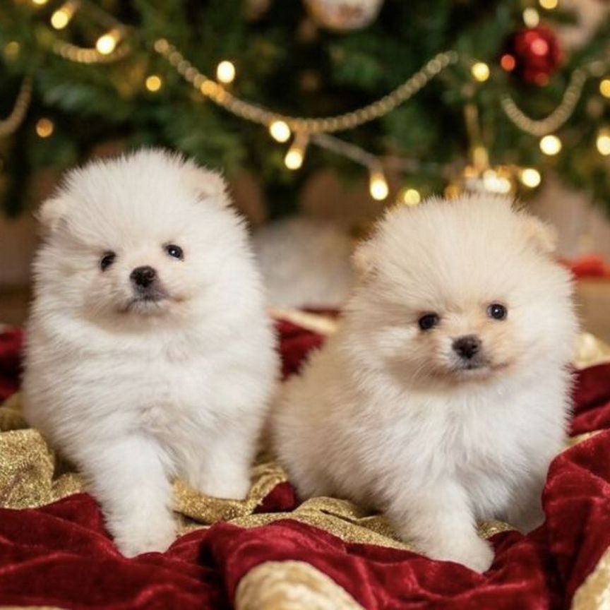 Померанский шпиц, щенок