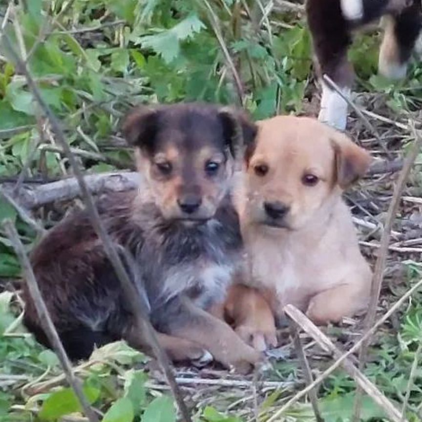 Щенок в добрые руки