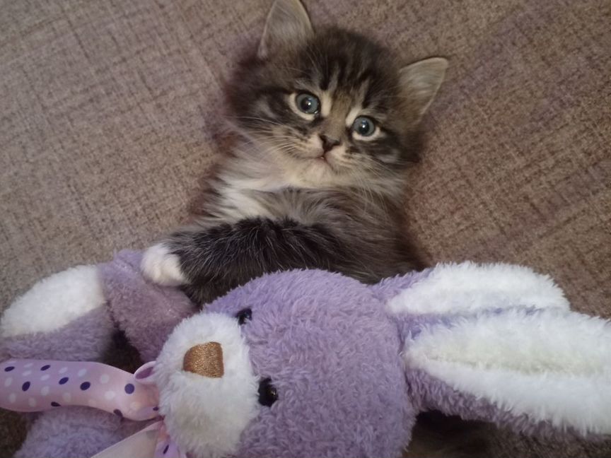 Отдам в добрые руки котика