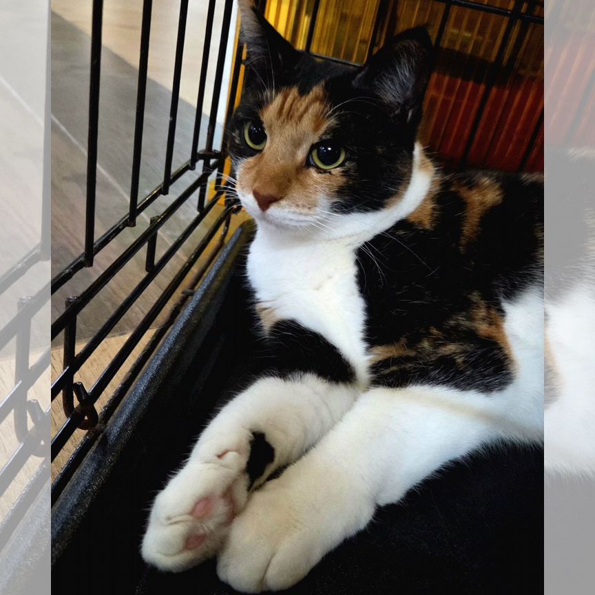 Взрослая кошка из приюта