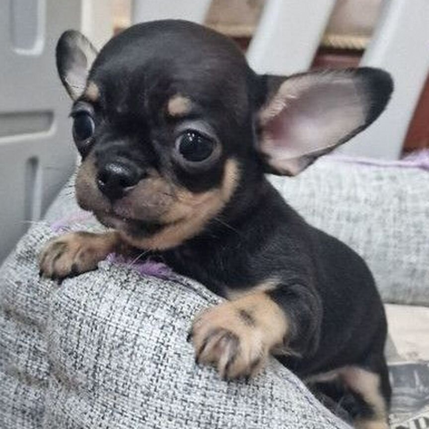 Чихуахуа мальчик