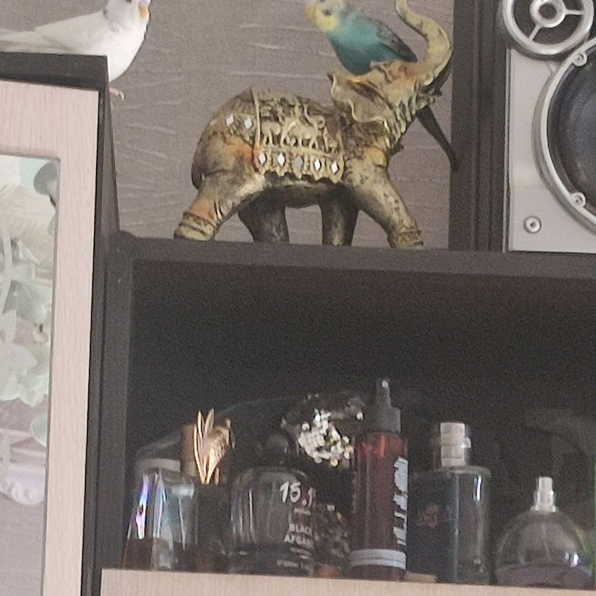 Волнистый попугай