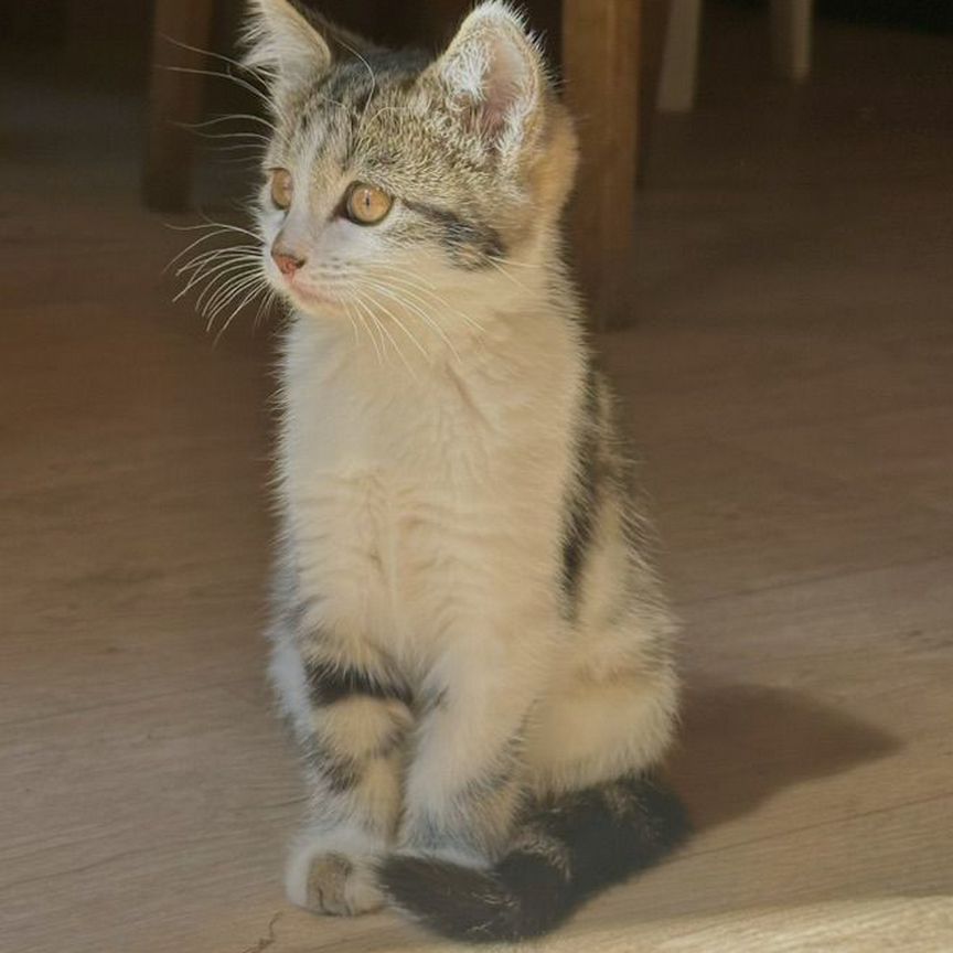 Котёнок от частного владельца